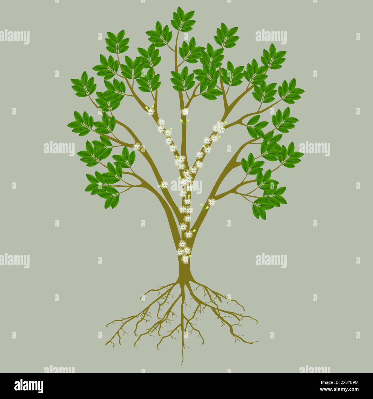 Cerrado tree brazil Stock Vector Images - Alamy