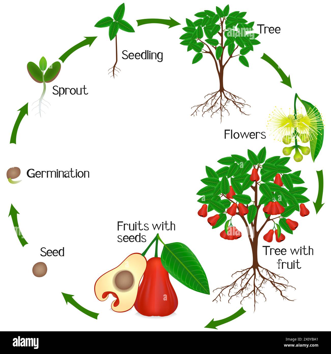Apple Tree Cycle Of A Plant