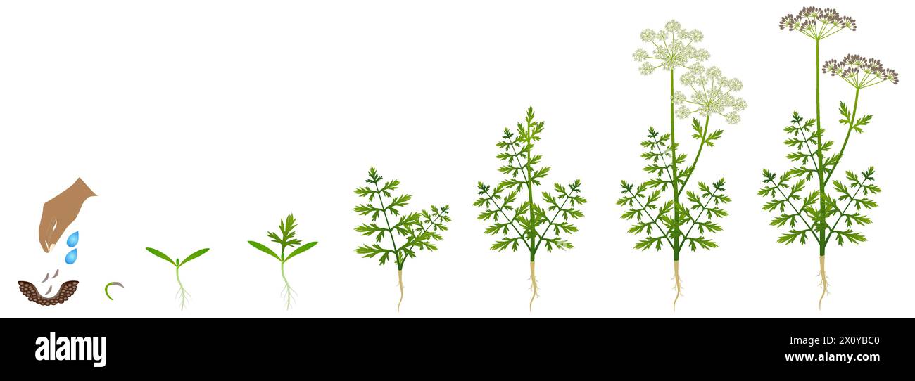 Cycle of growth of regular cumin plant isolated on a white background ...