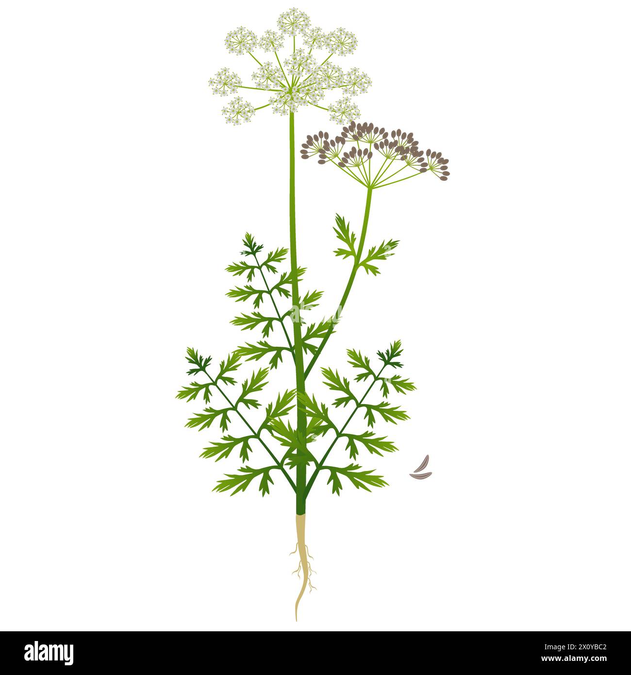 Cumin farm Stock Vector Images - Alamy