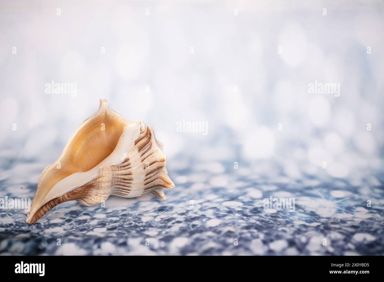 beautiful sheefish in front of blue background Stock Photo - Alamy