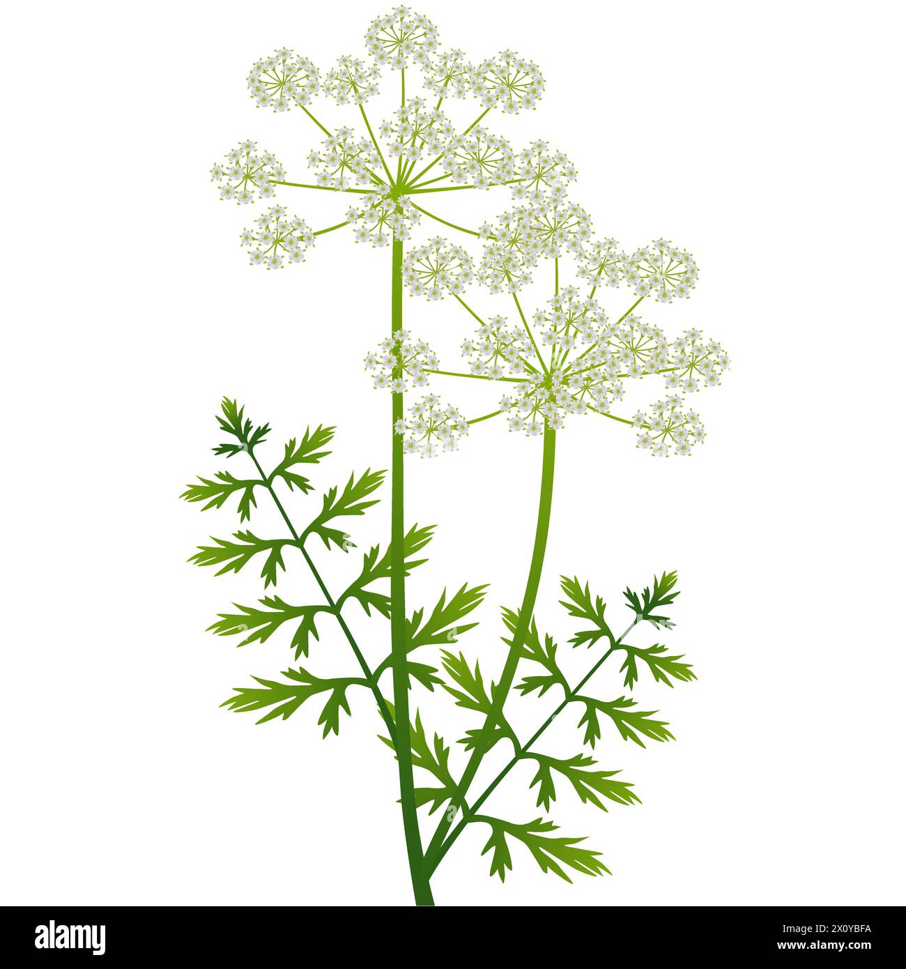 Regular cumin inflorescence with green leaves on a white background ...