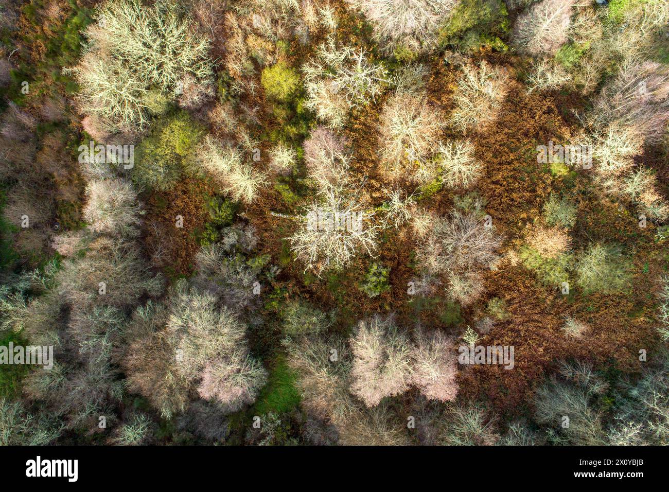 aerial drone view looking down from a bird's eye view at treetops in a ...