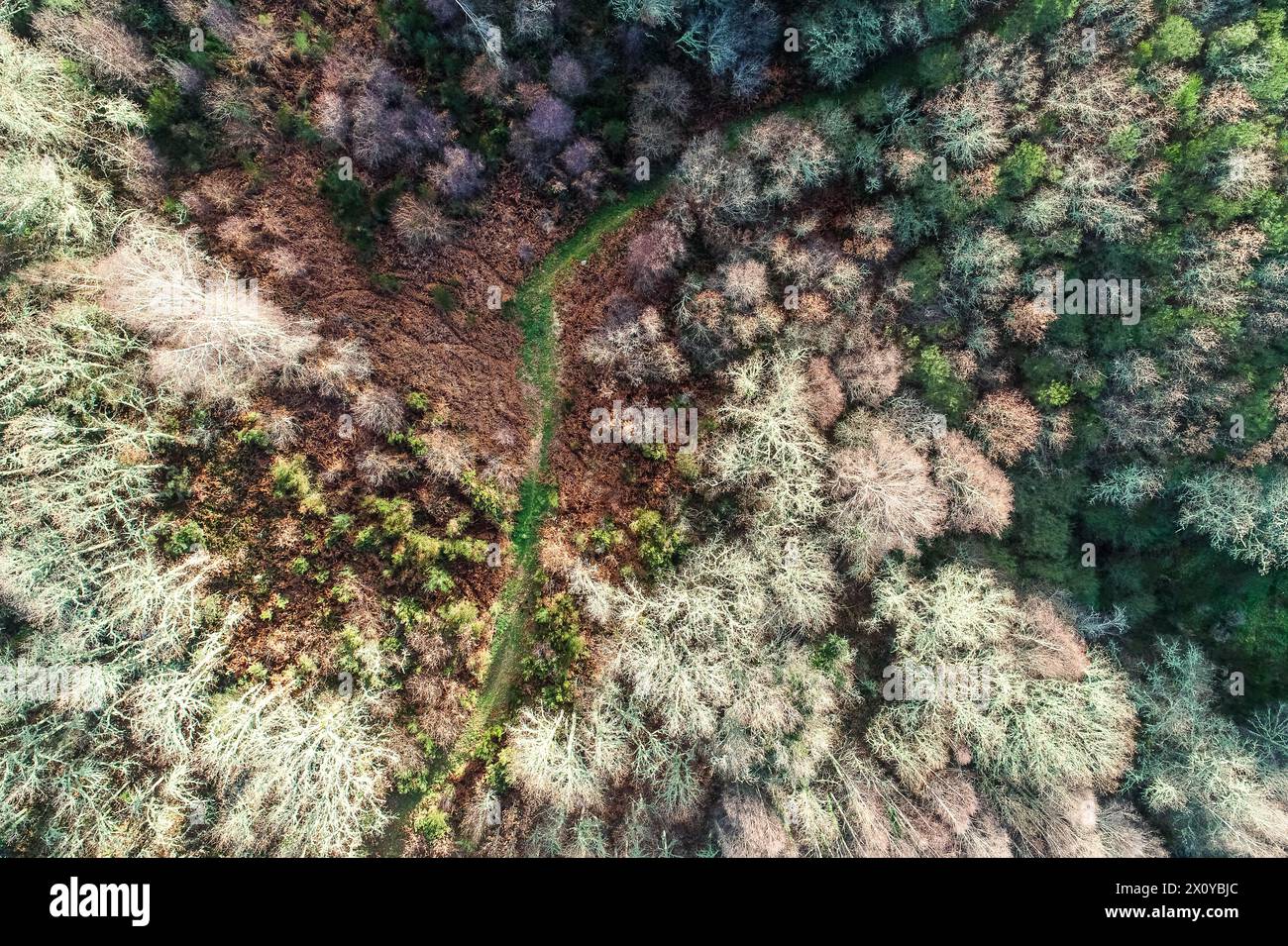 drone aerial top view of a road in an oak forest without leaves in ...