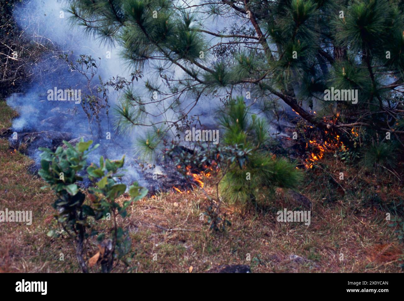 Slash and burn farming in the Central Highlands of Vietnam Stock Photo ...