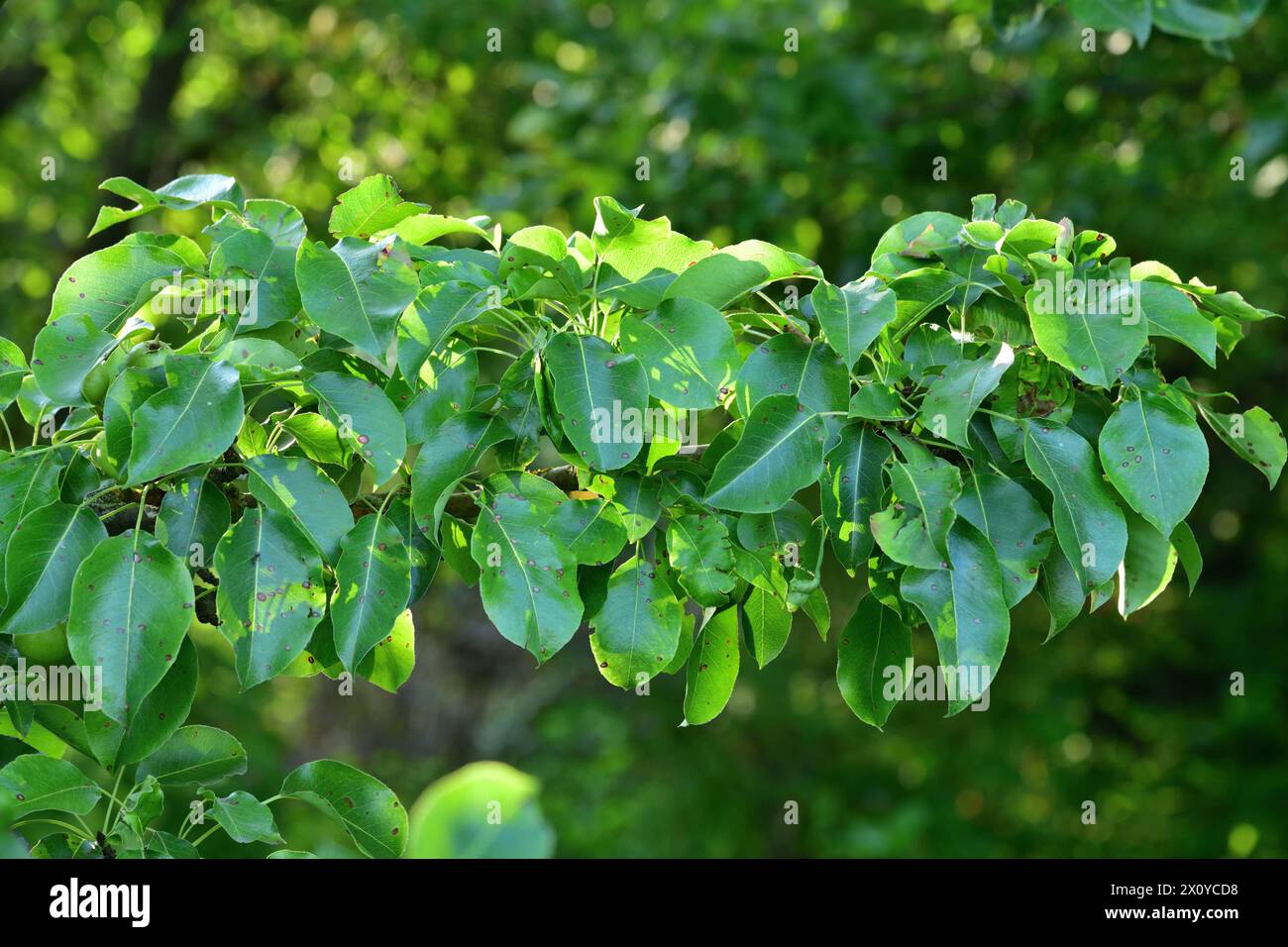 Large branch of an old pear tree Stock Photo - Alamy