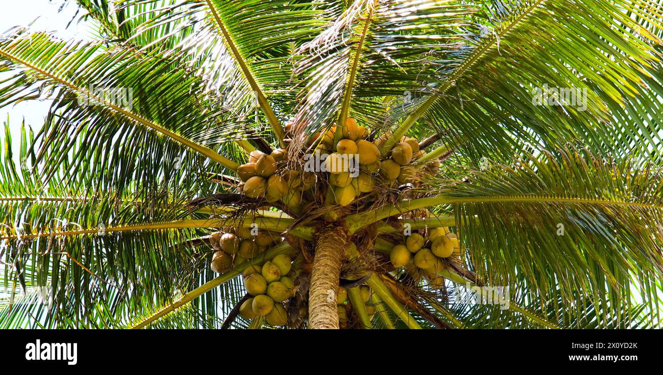 King coconut tree coconut tree hi-res stock photography and images - Alamy
