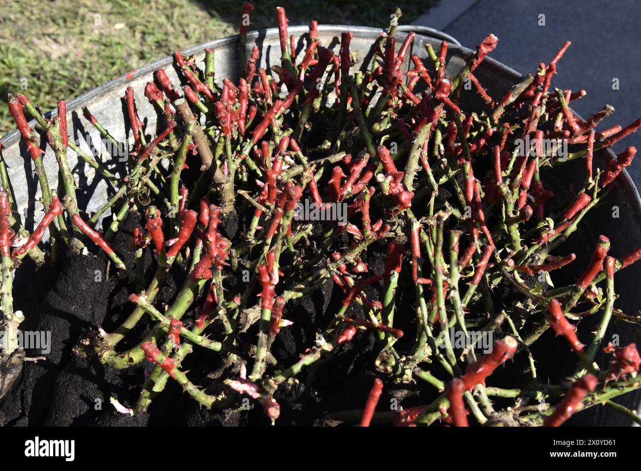 Rose saplings hi-res stock photography and images - Alamy