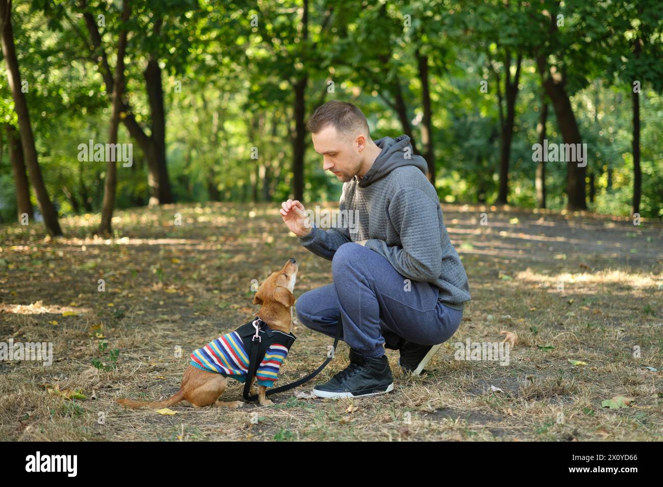 man with his cute puppy in a sweater in the park training, feeding ...