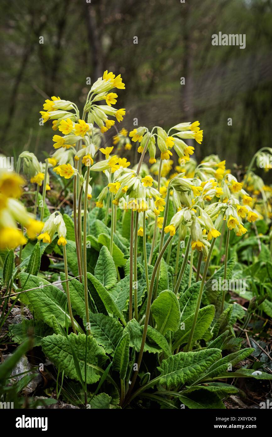 Cowslip (primula veris) flowers, Burda, Slovak republic. Seasonal ...