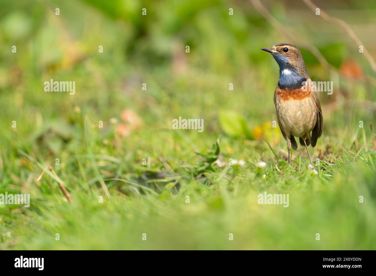bluethroat, Luscinia svecica Stock Photo - Alamy