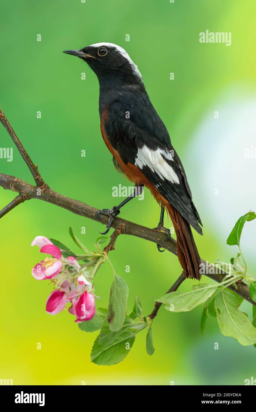 Güldenstädt's redstart or white-winged redstart Phoenicurus ...