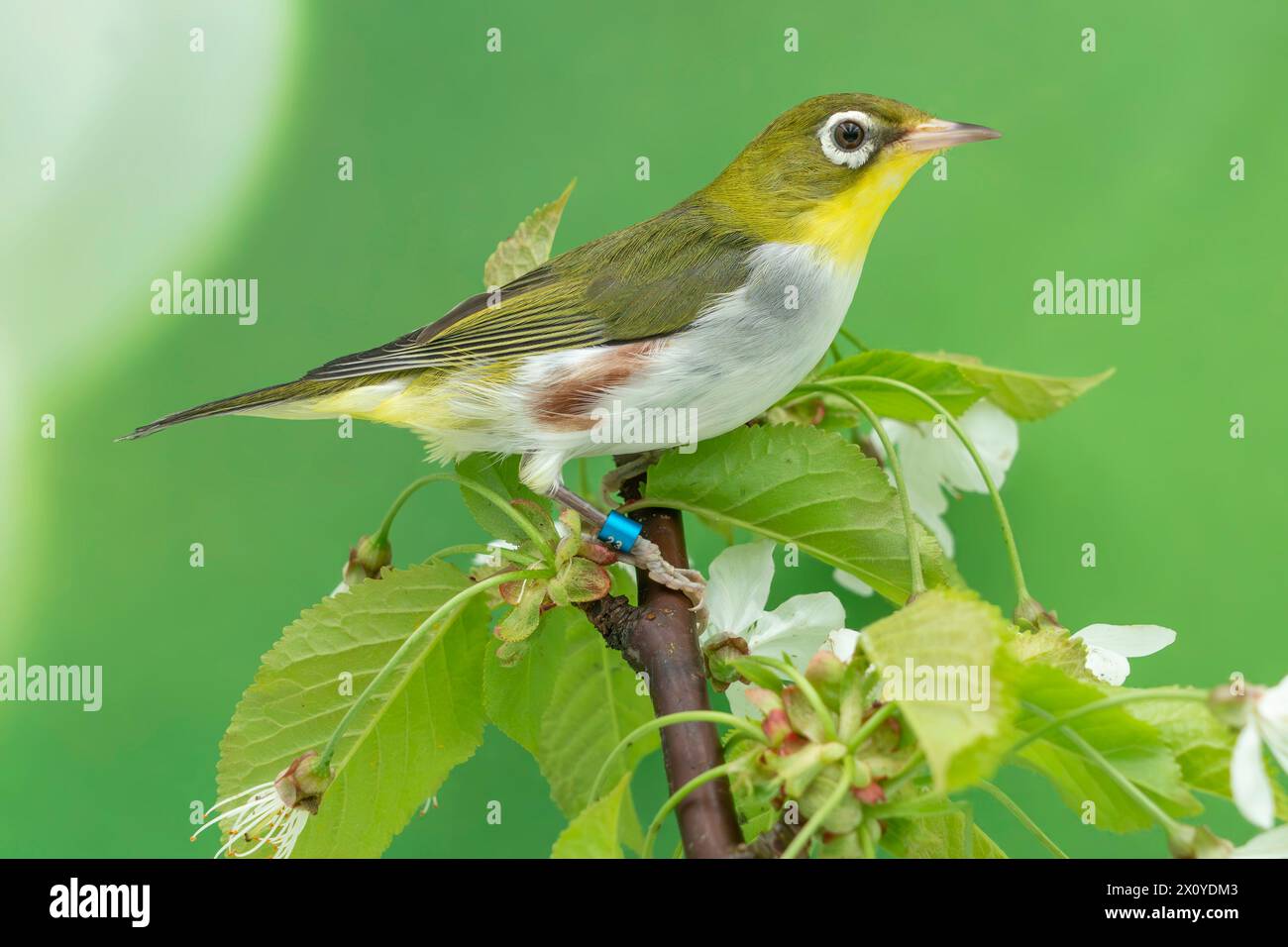 chestnut-flanked white-eye, Zosterops erythropleurus Stock Photo - Alamy