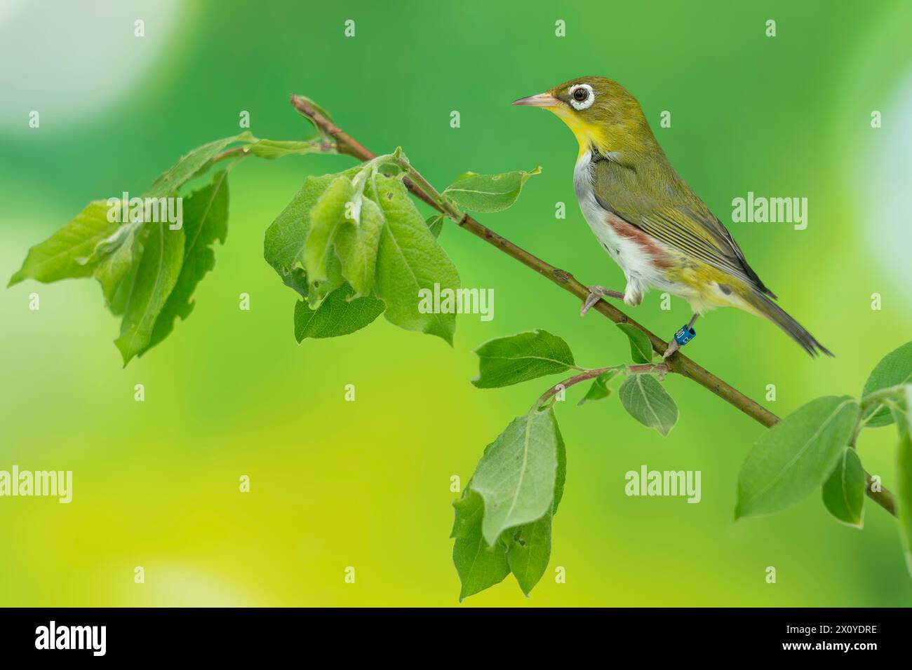 chestnut-flanked white-eye, Zosterops erythropleurus Stock Photo - Alamy