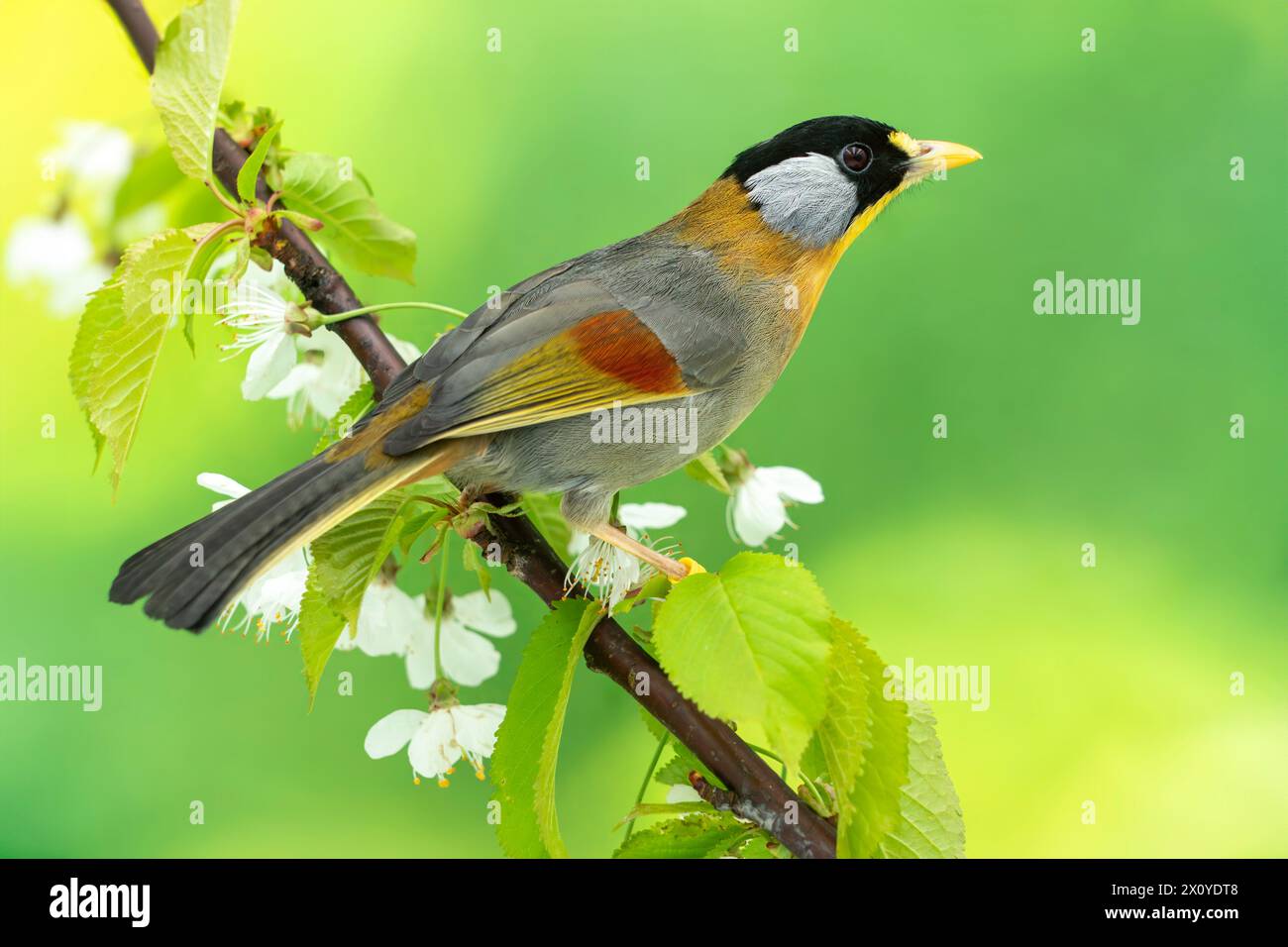 The silver eared mesia hi-res stock photography and images - Alamy