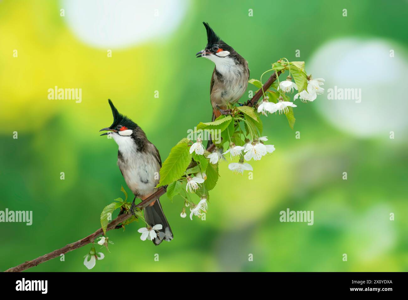 Pycnonotus jocosus red whiskered hi-res stock photography and images ...