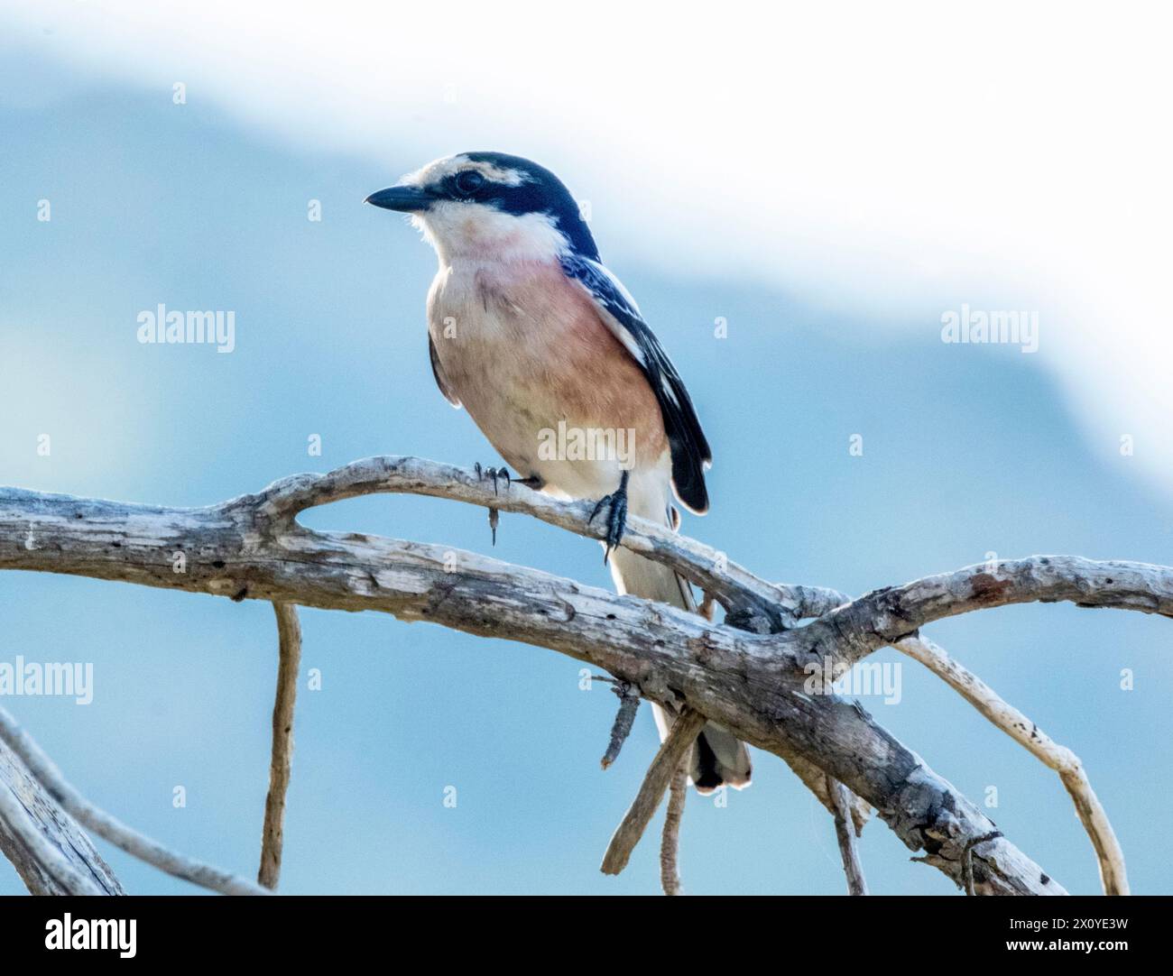 Male Masked Shrike (Lanius nubicus) perched in a tree, Akamas, Cyprus ...