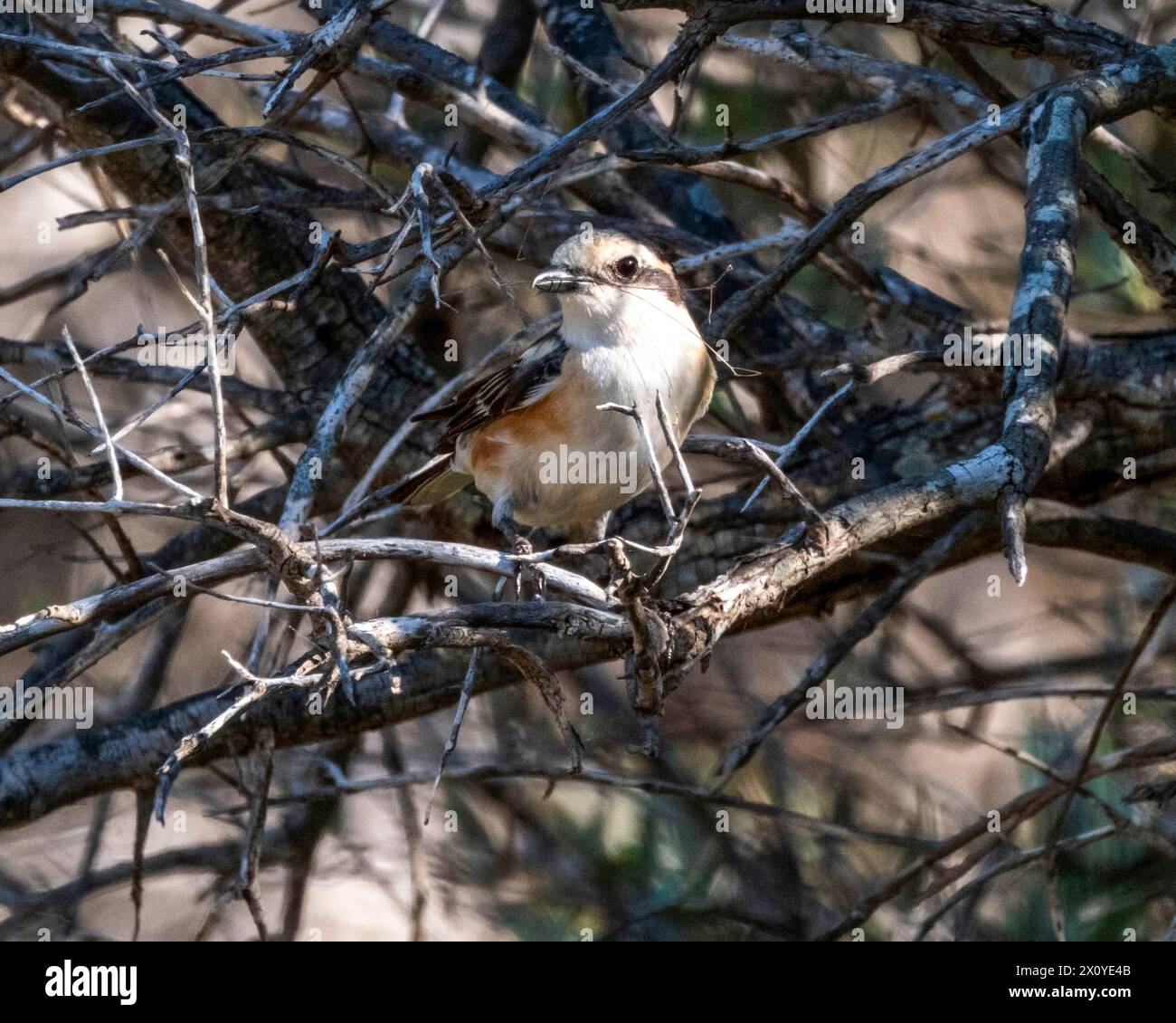 Masked shrike april 2024 hi-res stock photography and images - Alamy