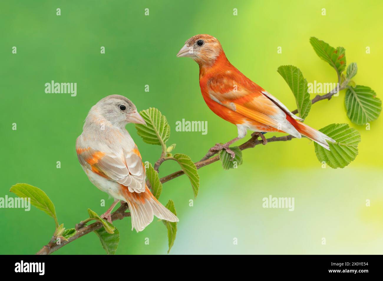 red siskin, mutations DF pastel x isabel, Spinus cucullatus Stock Photo ...