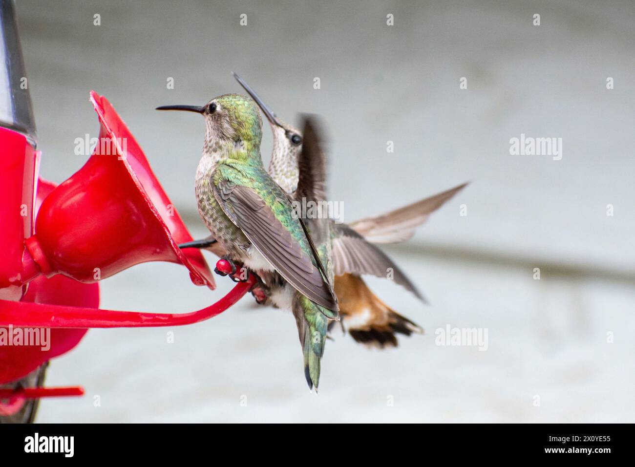 Female anna hummingbird hi-res stock photography and images - Alamy