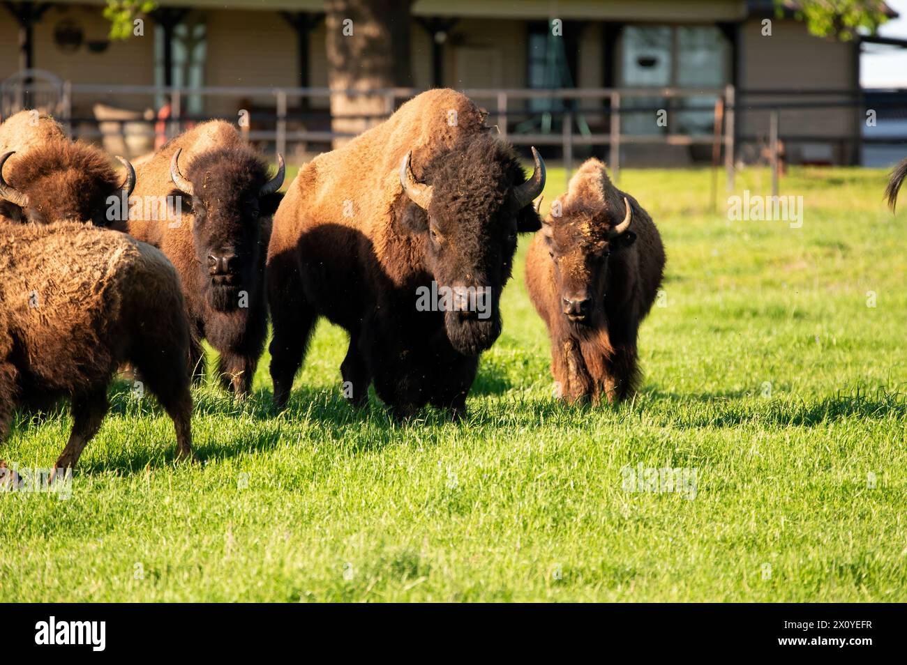 A herd of American Bison walking, standing, and grazing on the green ...