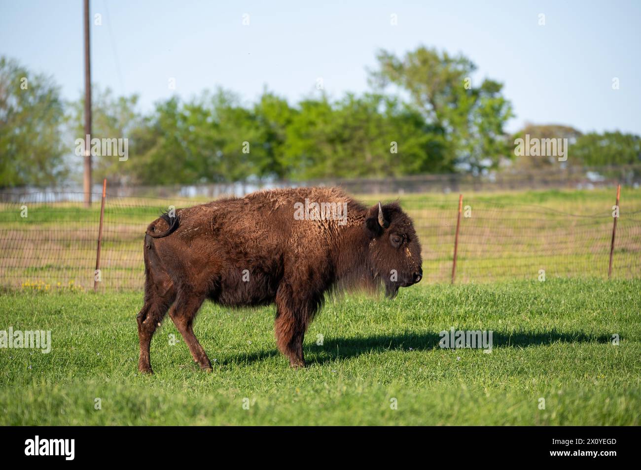 A young American Bison bull with budding horns an a small hump standing ...