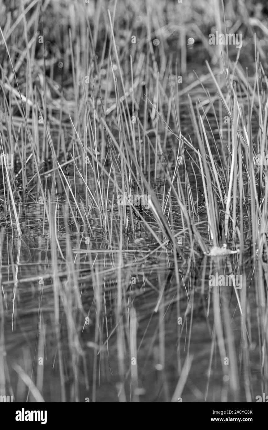 Black and white abstract image of young soft rush plants growing in ...