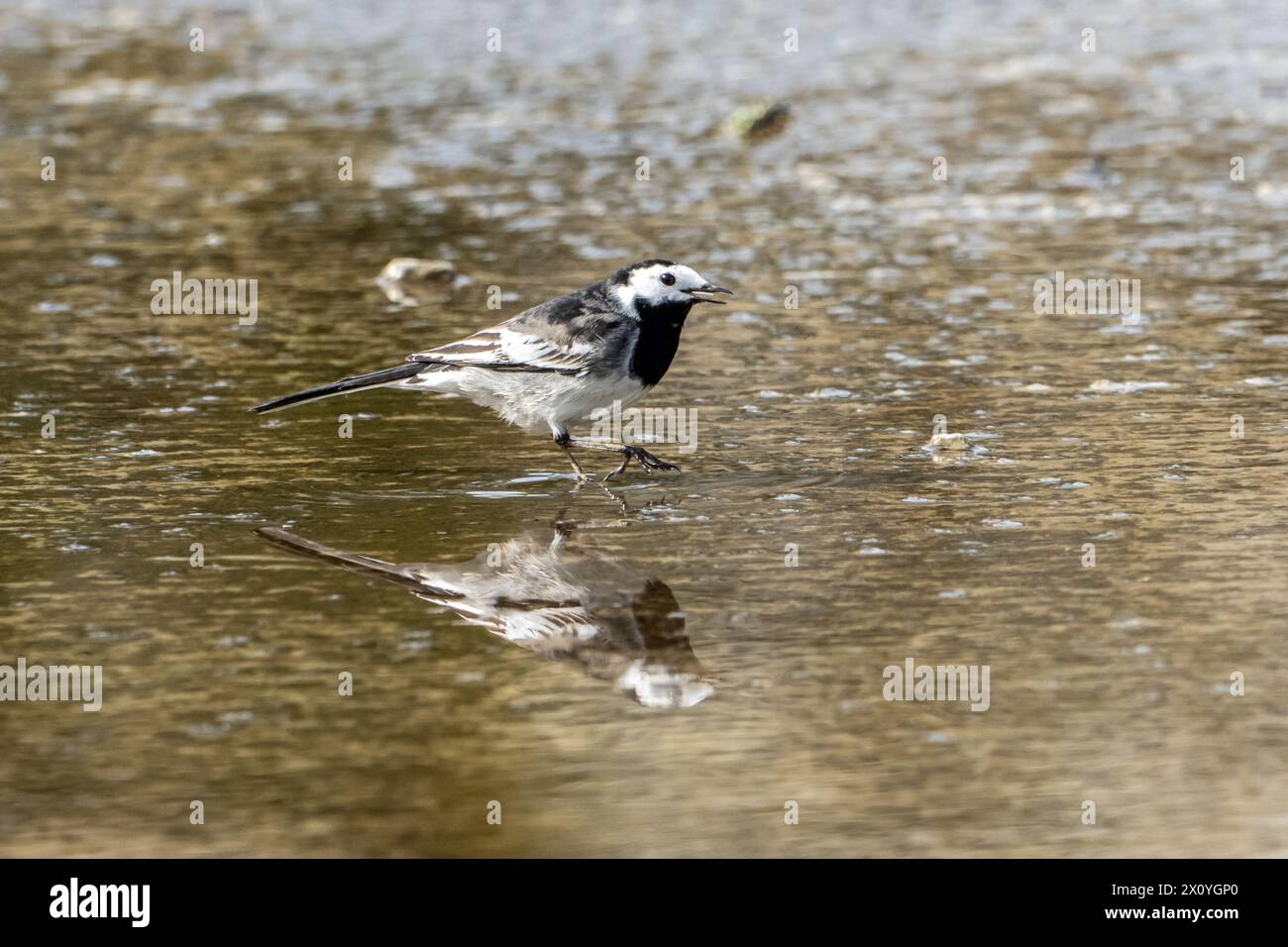 White wagtail walking hi-res stock photography and images - Alamy