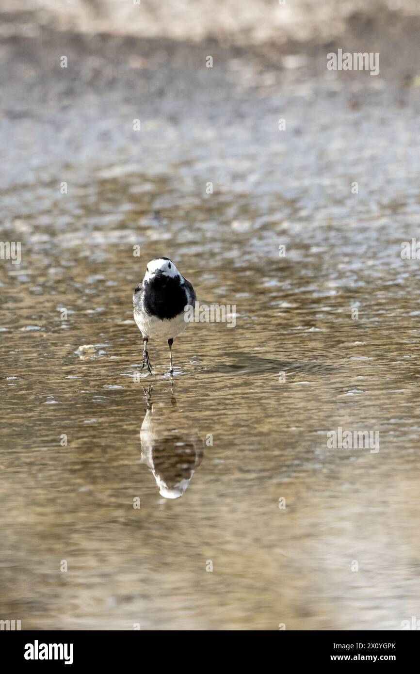 White wagtail walking hi-res stock photography and images - Alamy