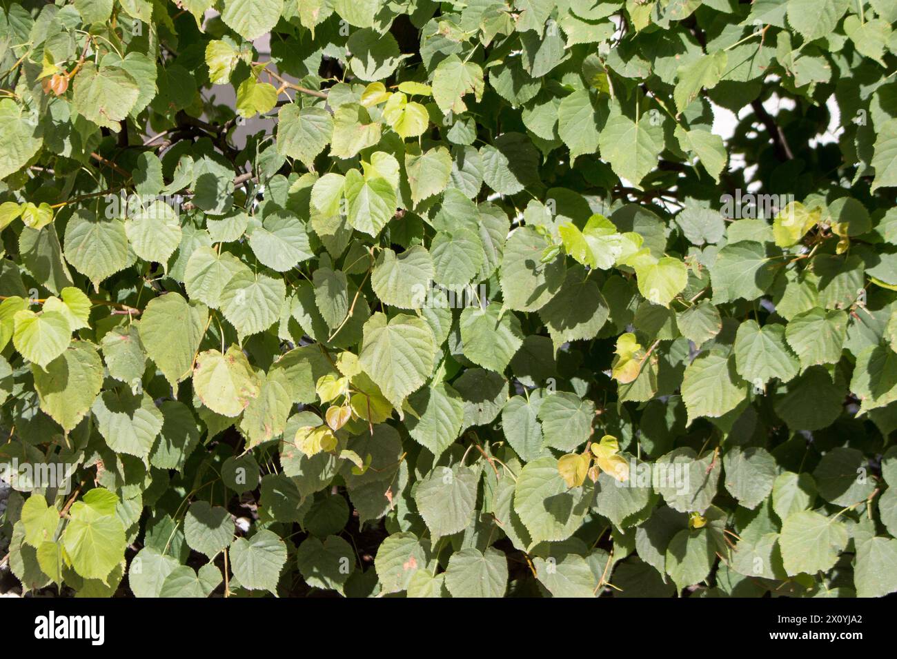 green leaf of linden tree as background. green leaf of linden tree as ...