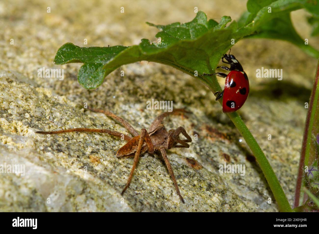 Nursery web spider watching a passing Seven-spot ladybird, climbing in ...