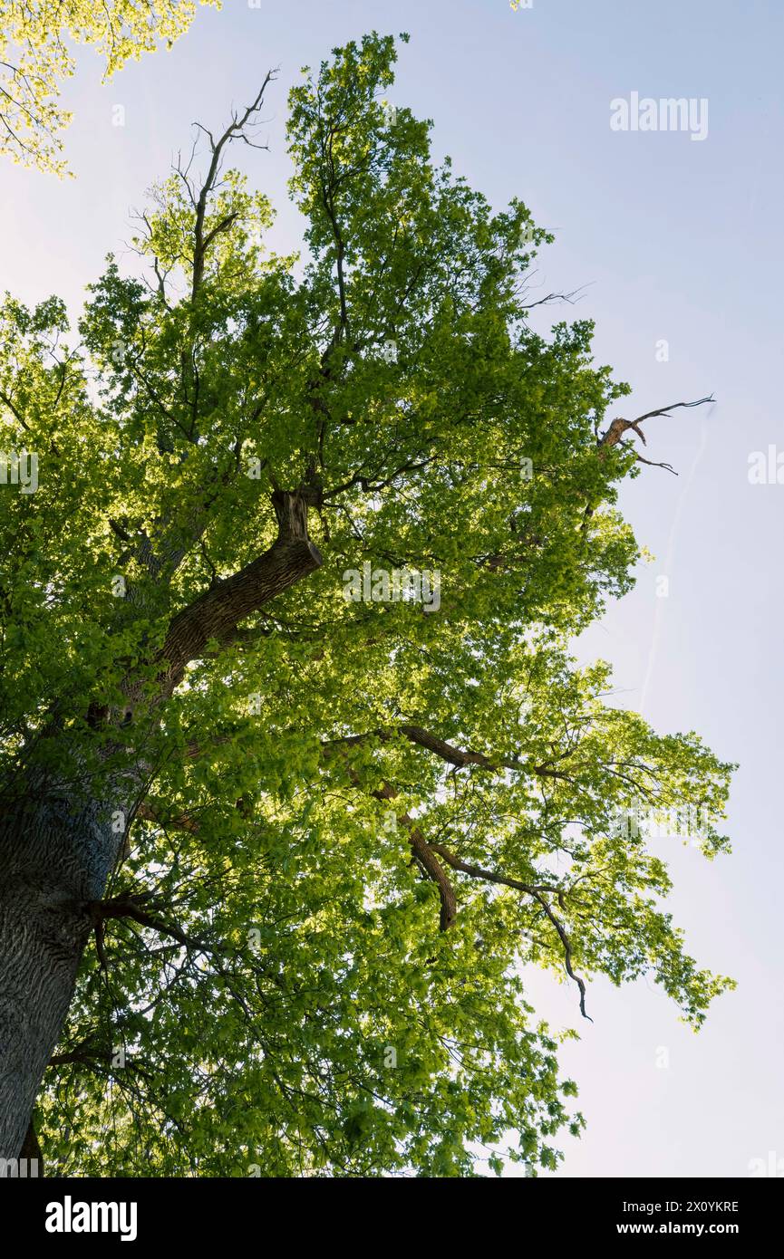 The Bellerive oak, perhaps three hundred years old, is one of the ...