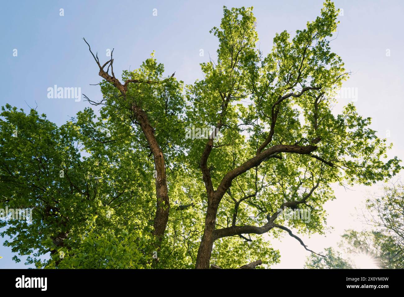 The Bellerive oak, perhaps three hundred years old, is one of the ...