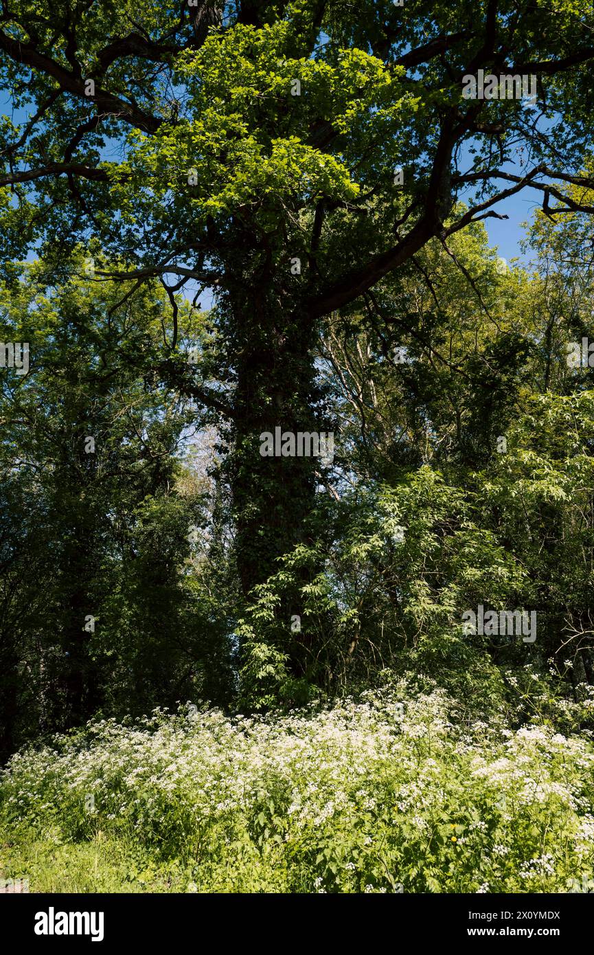 Trunk of an oak tree Realville or Pol s walks. Walk between the ...