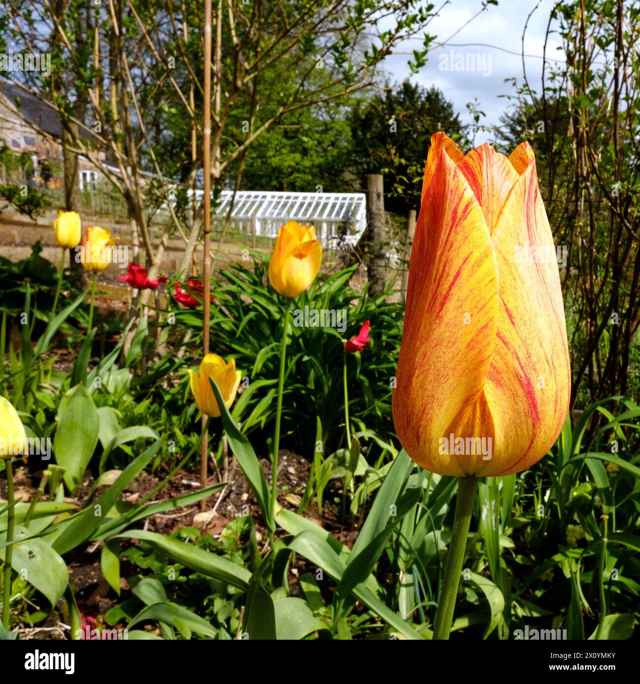 A variegated tulip in an English country garden in spring Stock Photo ...