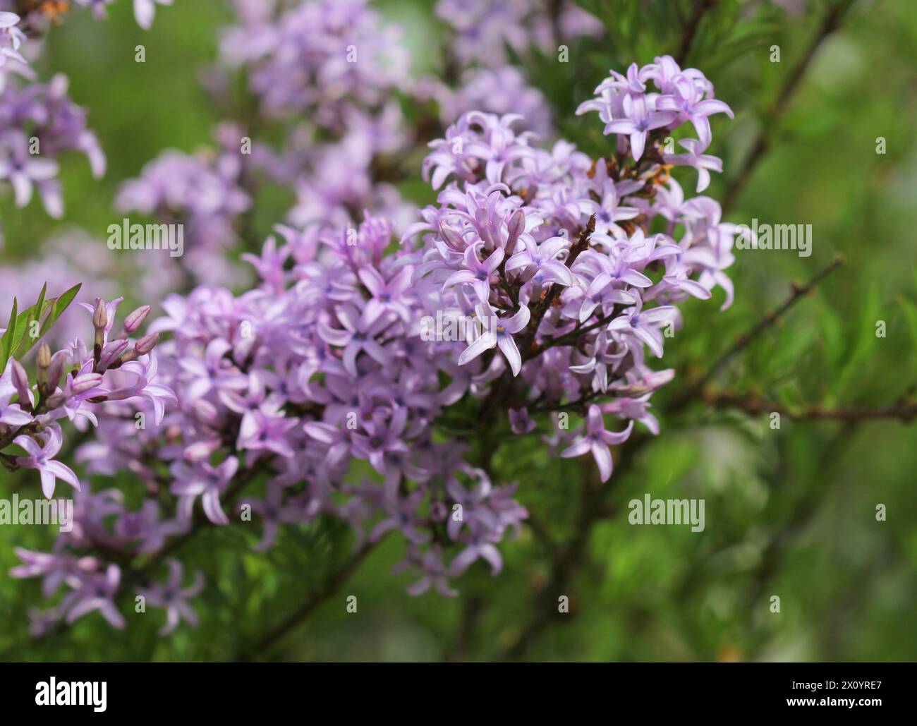 A close up of the beautiful Feathered Persian Lilac, Syringa Persica ...