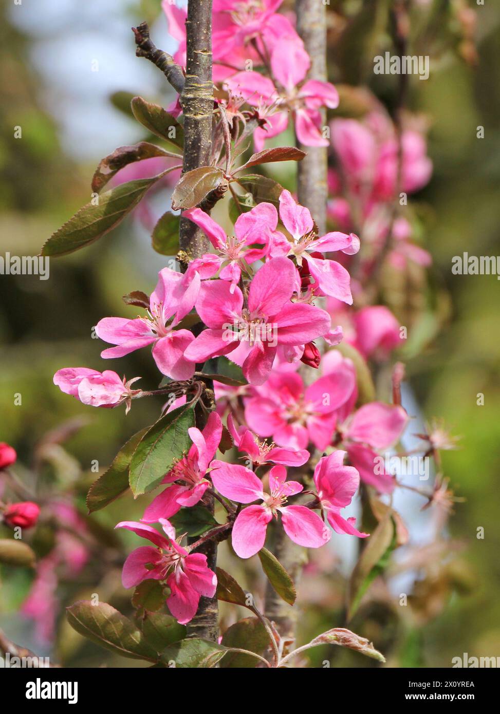 Malus ballerina maypole hi-res stock photography and images - Alamy