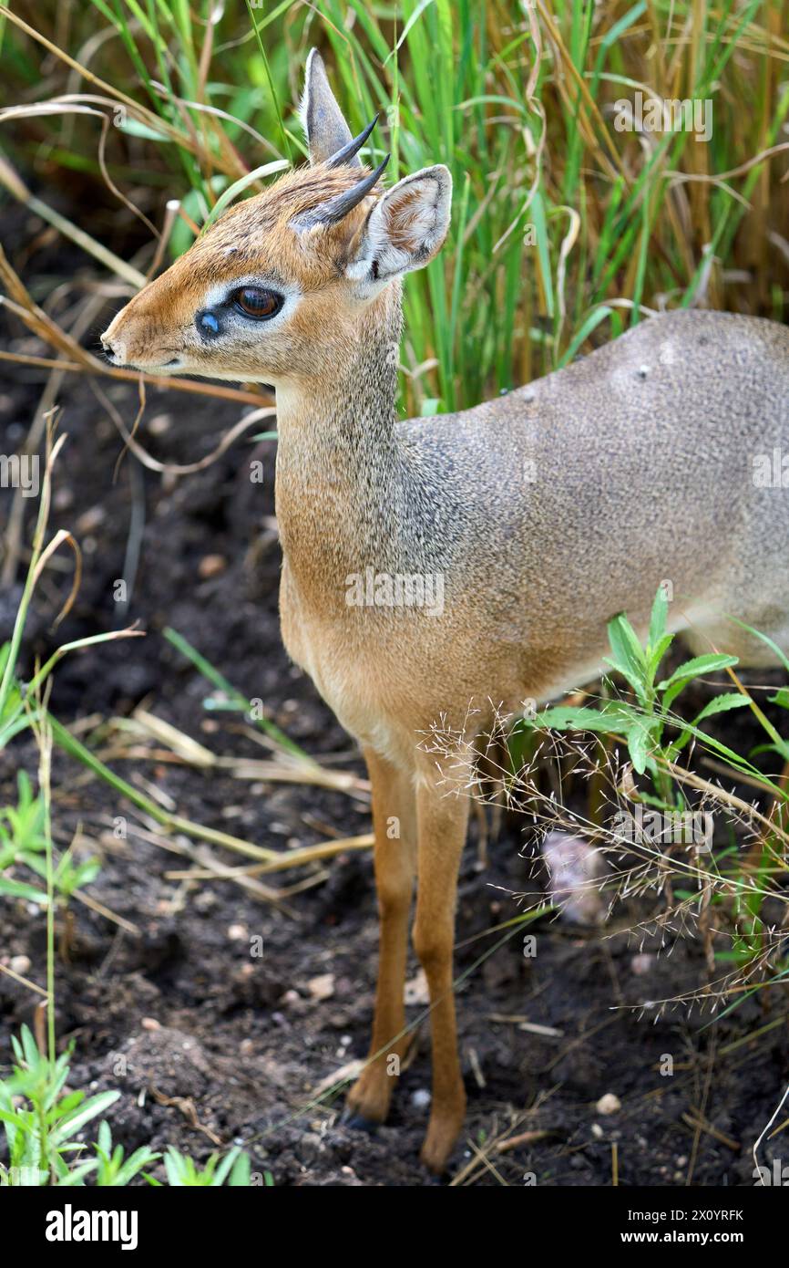 Dik dik baby hi-res stock photography and images - Alamy