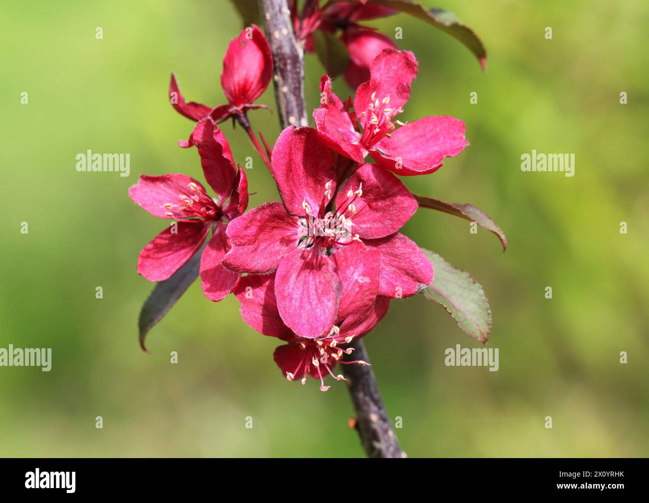 A close up of the deep pink crab apple blossom of Malus 'Royalty' Stock ...