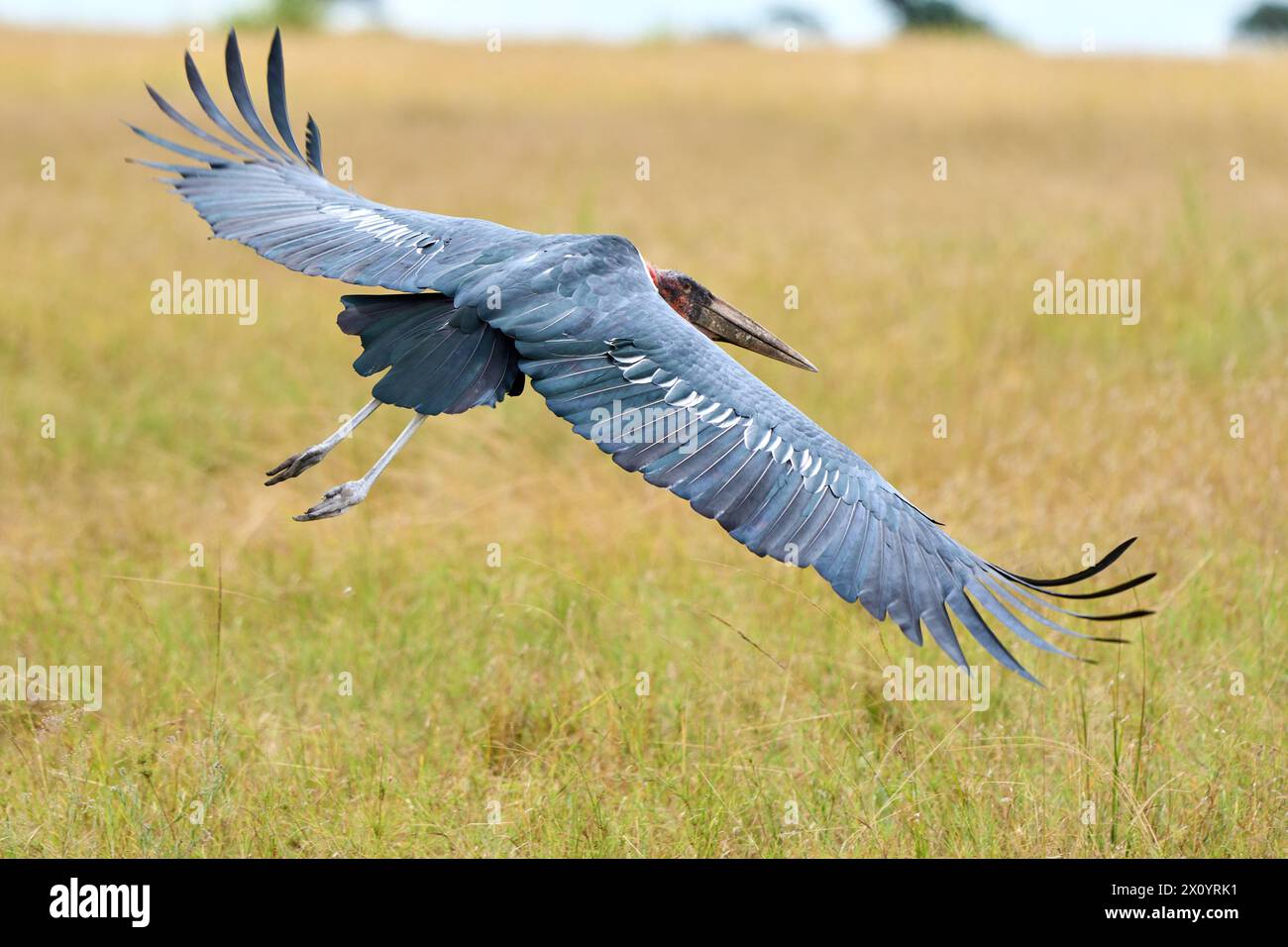 Marabou stork bird flying free in the savannah Stock Photo - Alamy