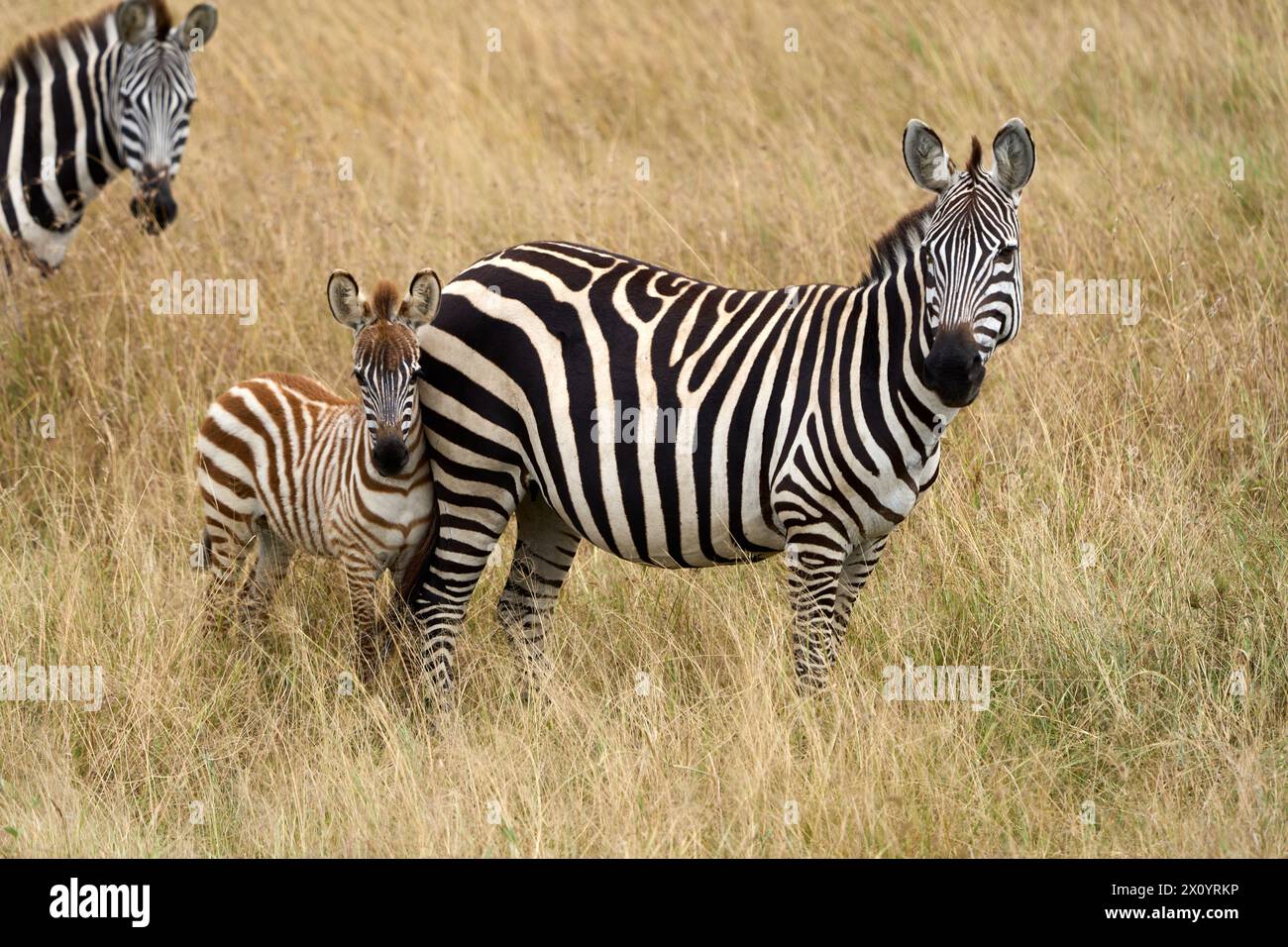 Zebra with a cub standing in the savannah Stock Photo - Alamy