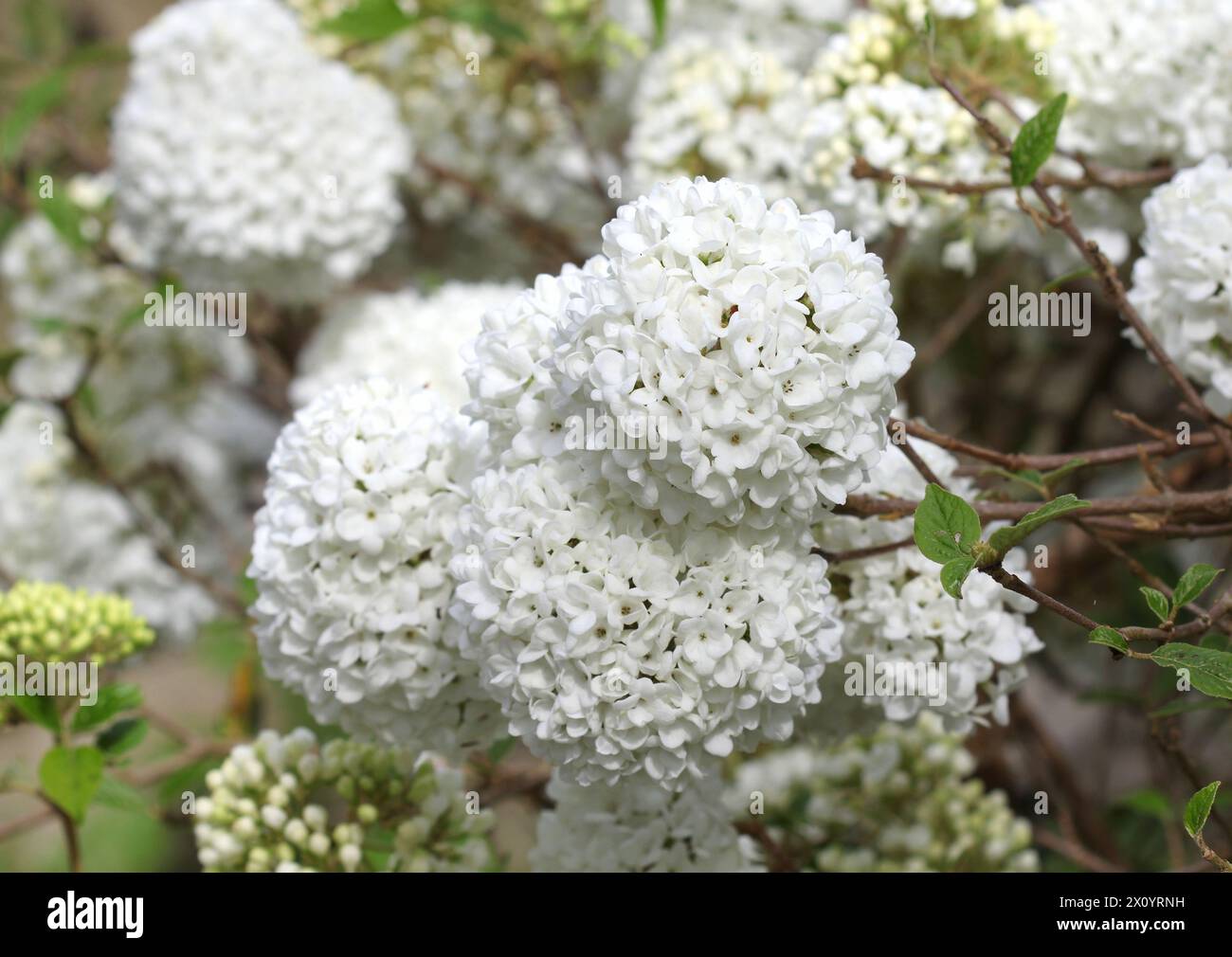A close up of the beautiful white flowers of Viburnum 'Eskimo' Stock ...