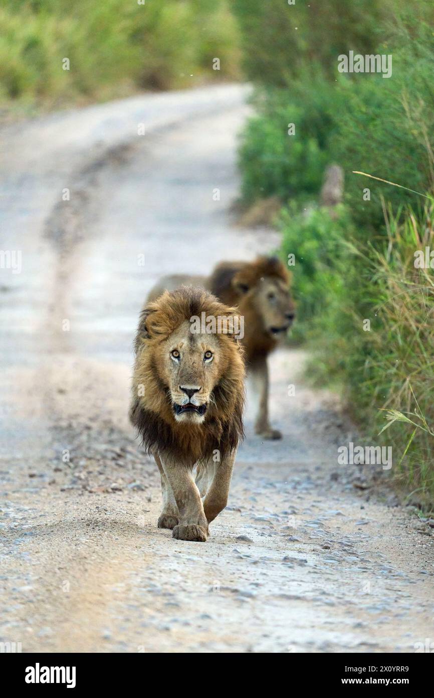 Lions walking free and wild in a path Stock Photo - Alamy