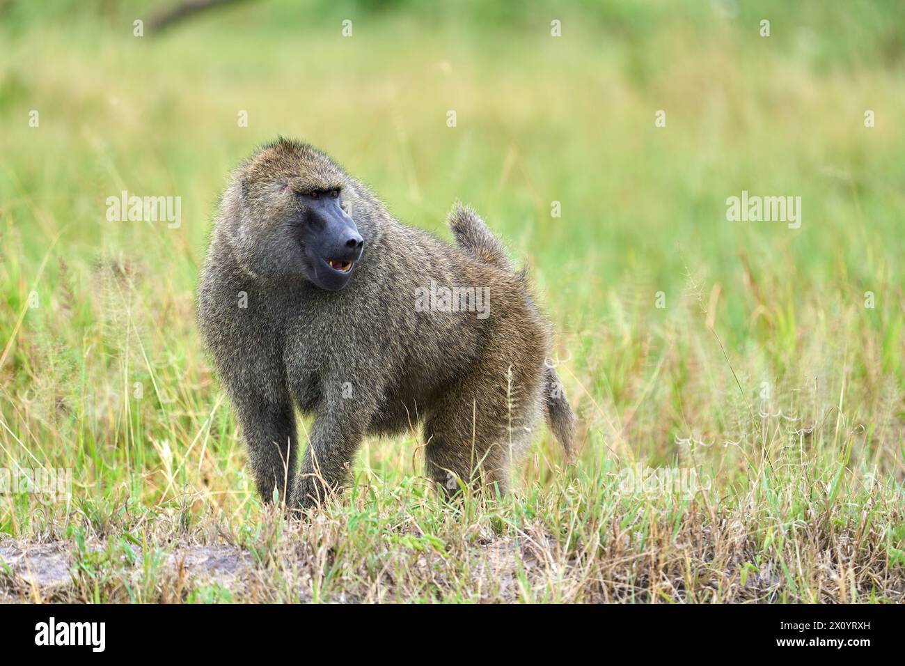 Baboon monkey in the savanna walking alone Stock Photo - Alamy