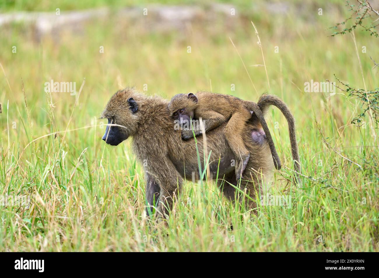 Baboon monkey carrying a baby on back Stock Photo - Alamy