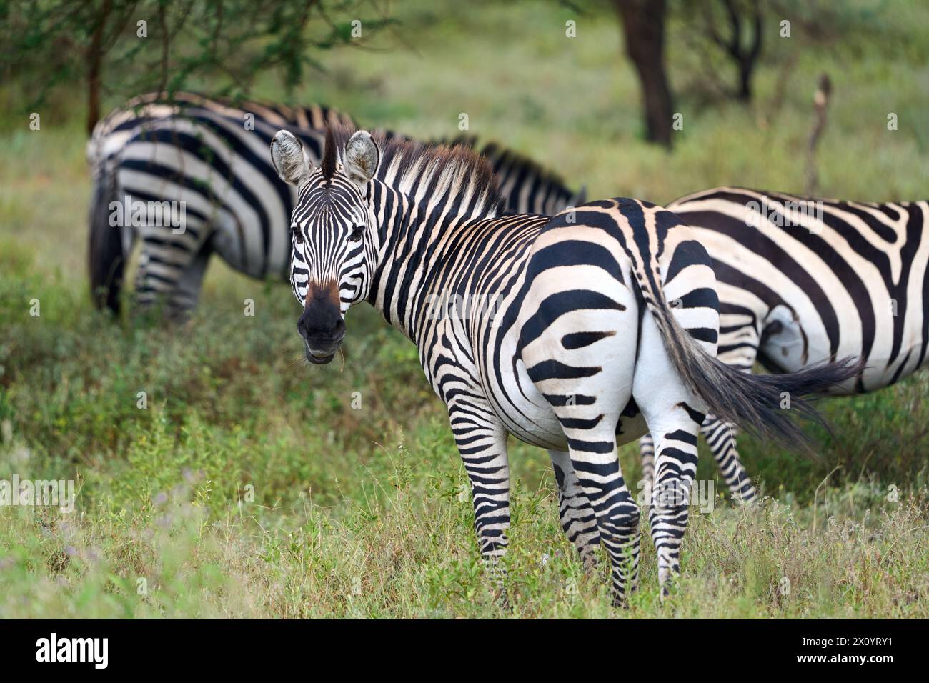 Zebra turning to look at camera in the savanna Stock Photo - Alamy