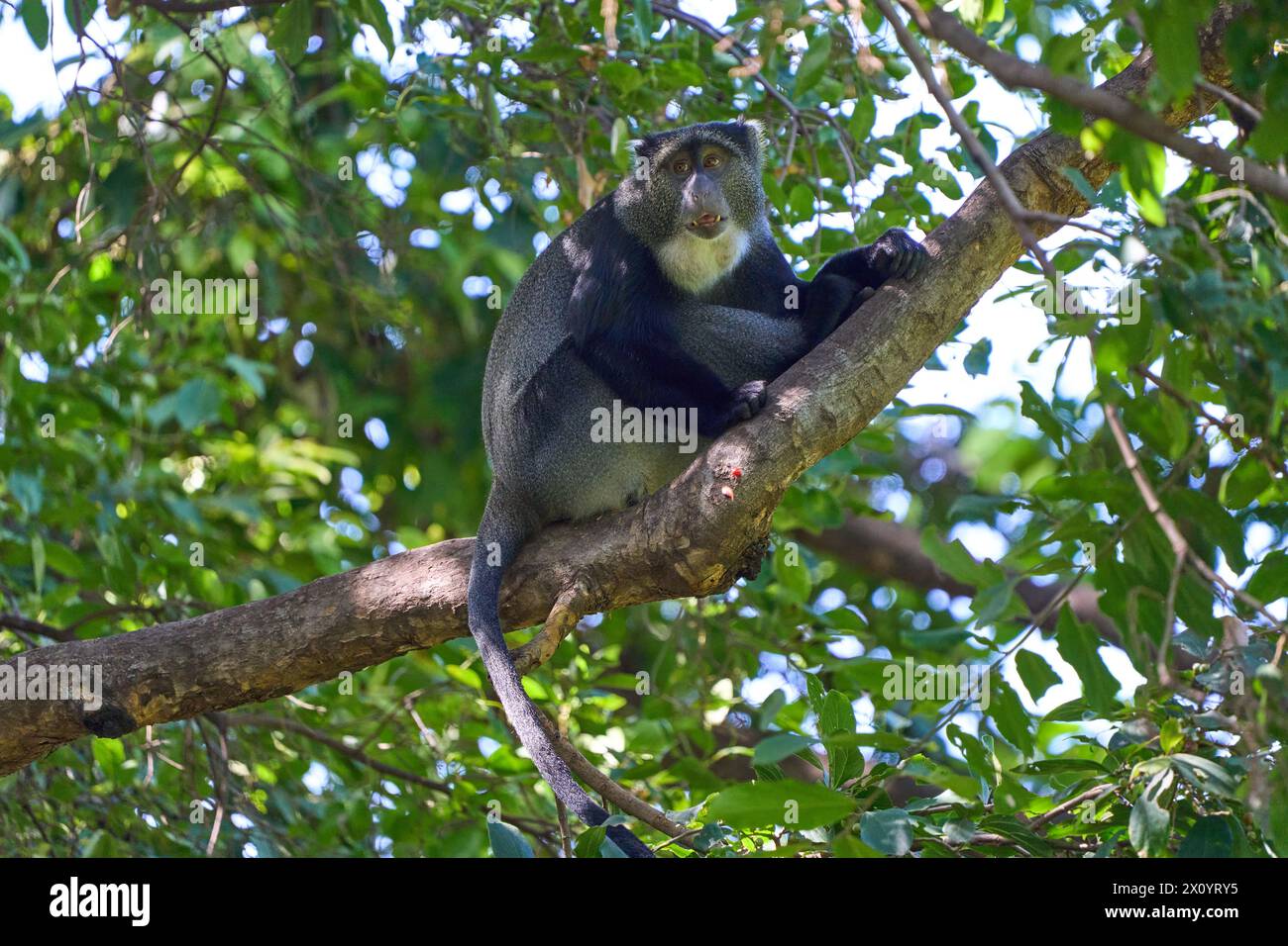 Monkey no climb tree hi-res stock photography and images - Alamy