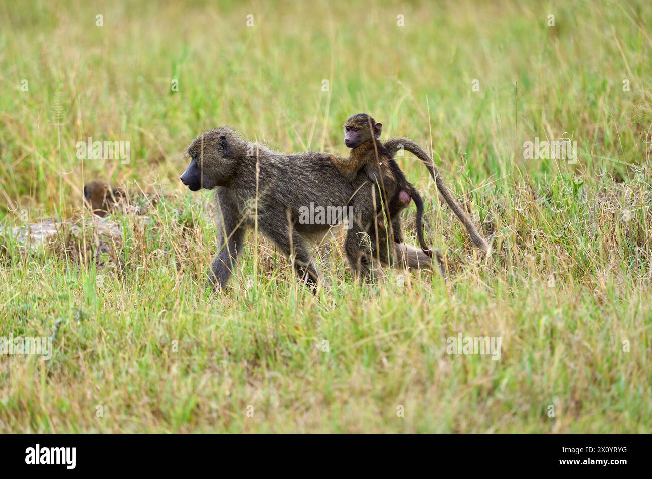Baboon monkey piggybacking a baby on back Stock Photo - Alamy