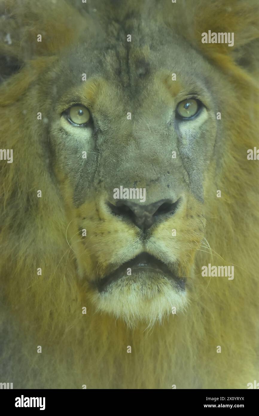 Face of an African male lion close up Stock Photo - Alamy