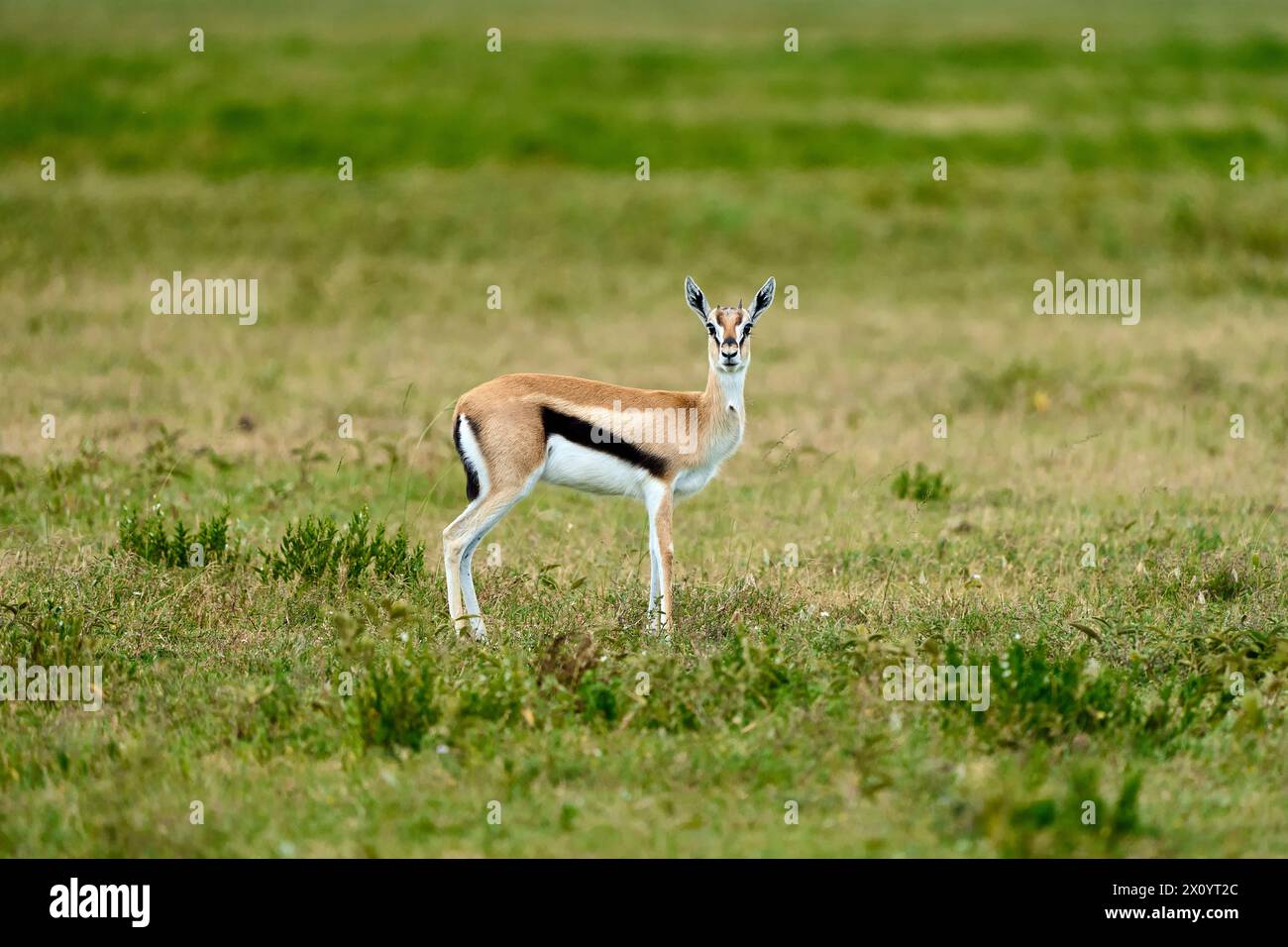 Thomson's Gazelle standing looking at camera in the wild Stock Photo ...